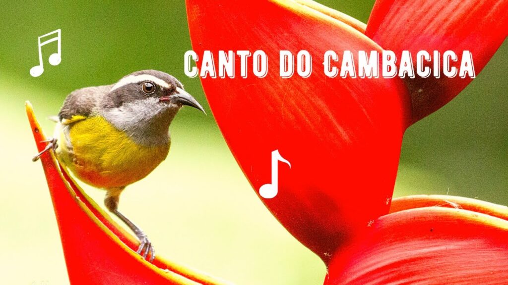 Canto do Cambacica - (Coereba Flaveola) - Mundo Animal Selvagem