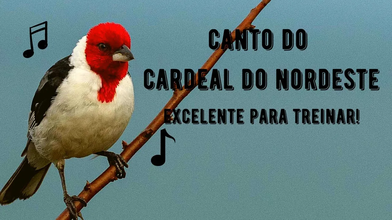 Canto do Cardeal do Nordeste - (Paroaria Dominicana) - Mundo Animal ...