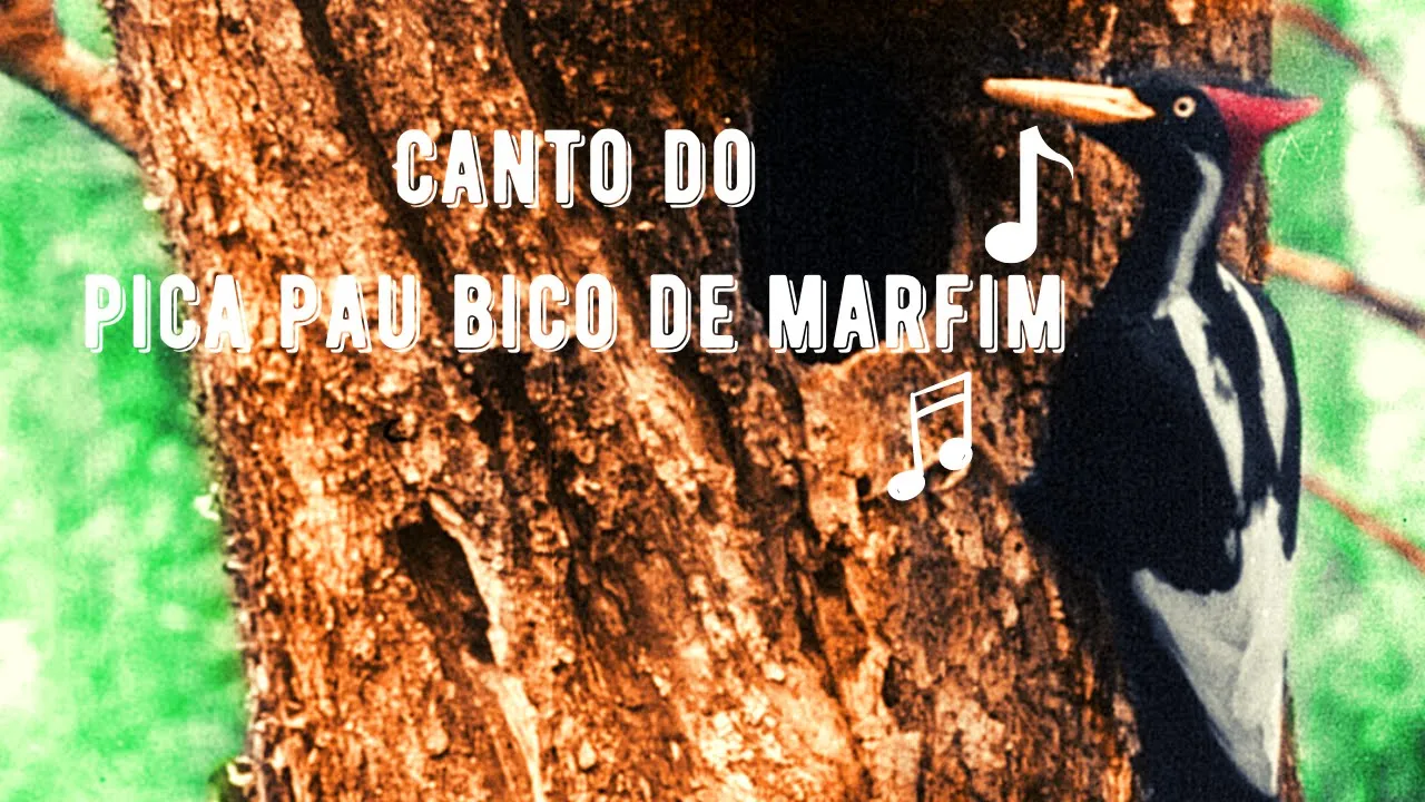 Canto do Pica Pau Bico de Marfim - (Campephilus Principalis) - Mundo ...