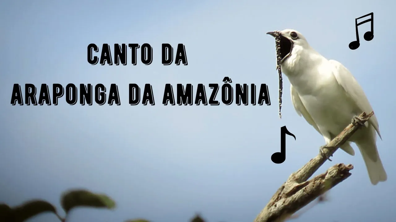 Canto da Araponga da Amazônia - (Procnias Albus) - Mundo Animal Selvagem