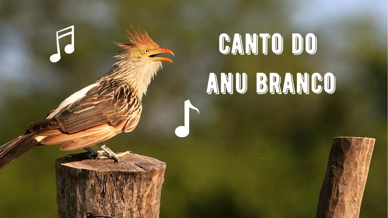 Canto do Anu Branco - (Guira Guira) - Mundo Animal Selvagem