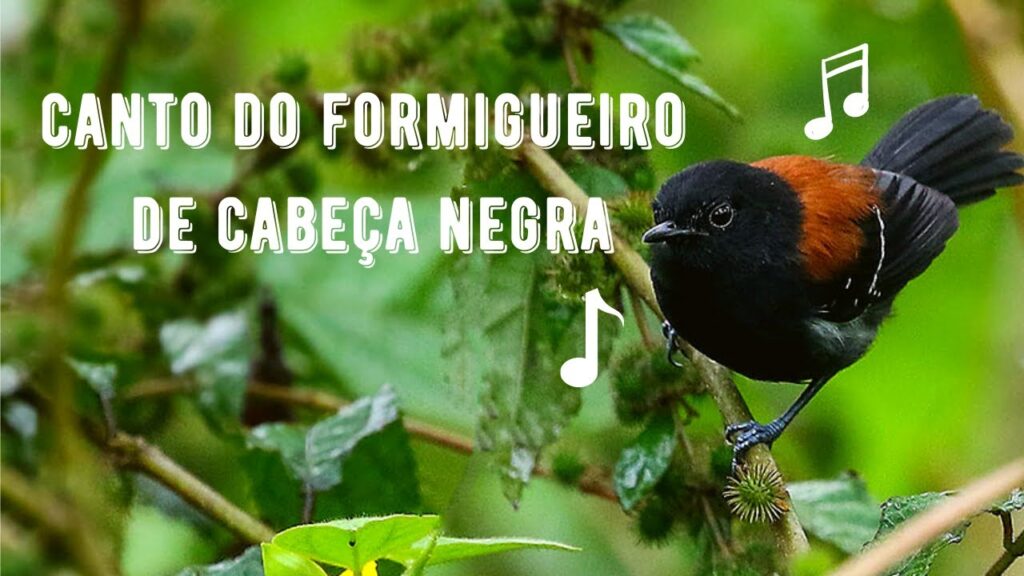 Canto do Formigueiro de Cabeça Negra - (Formicivora Erythronotos ...