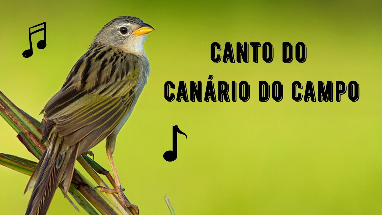 Canto do Canário do Campo - (Emberizoides Herbicola) - Mundo Animal ...