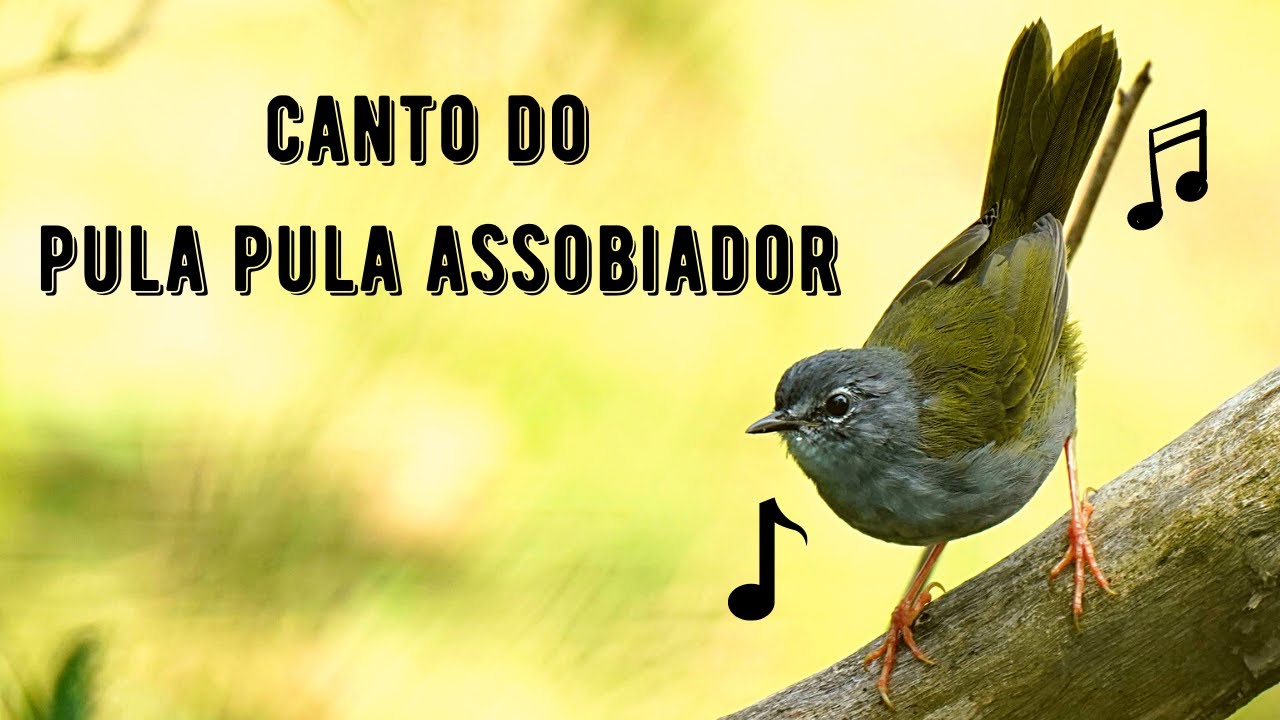 Canto do Pula Pula Assobiador - (Myiothlypis Leucoblephara) - Mundo ...