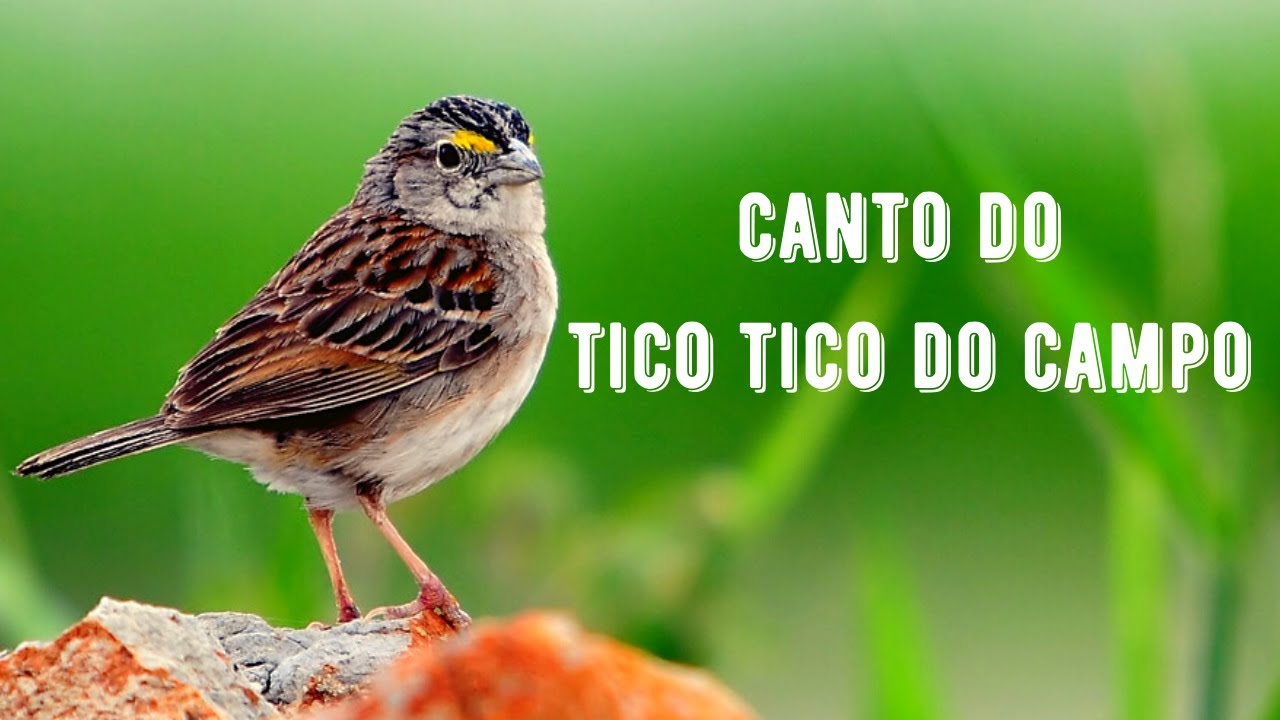 Canto do Tico Tico do Campo - (Ammodramus Humeralis) - Mundo Animal ...
