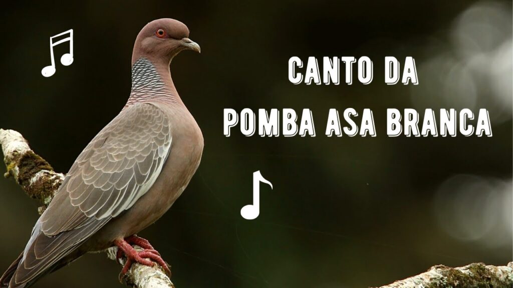 Canto da Pomba Asa Branca - (Patagioenas Picazuro) - Mundo Animal Selvagem