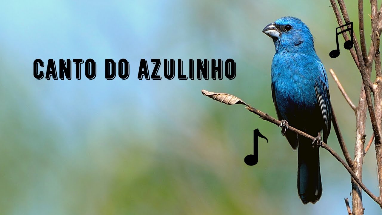 Canto do Azulinho - (Cyanoloxia Glaucocaerulea) - Mundo Animal Selvagem