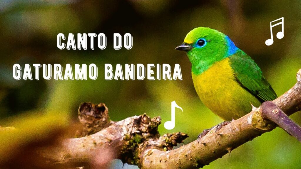 Canto do Gaturamo Bandeira - (Chlorophonia Cyanea) - Mundo Animal Selvagem