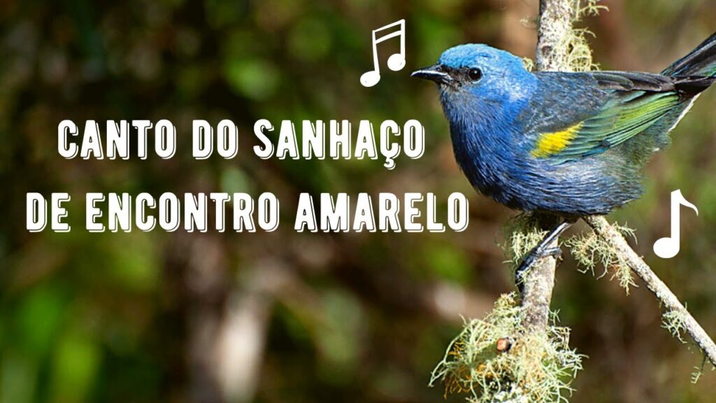 Canto do Sanhaço de Encontro Amarelo - (Thraupis Ornata) - Mundo Animal ...
