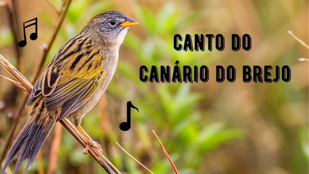 Página Inicial - Mundo Animal Selvagem