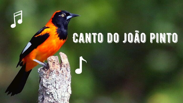 Canto do João Pinto - (Icterus Croconotus) - Mundo Animal Selvagem